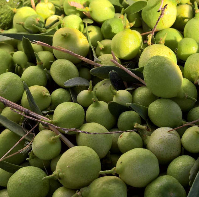 NATIF AUSTRALIAN DESERT LIME SUPERFOOD POWDER – Natif Foods