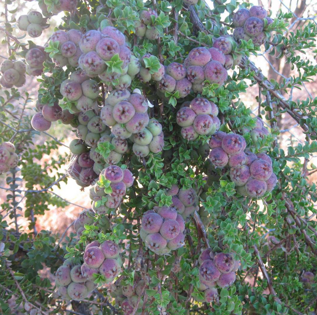 Health Benefits of Muntries – Natif Foods