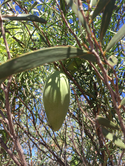AUSTRALIAN NATIVE FOODS RESEARCH TOUR – Natif Foods