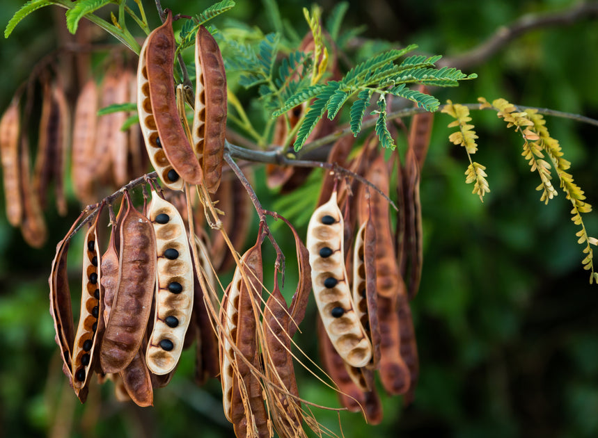 Wattleseed, Australia's Ancient Superfood – Natif Foods