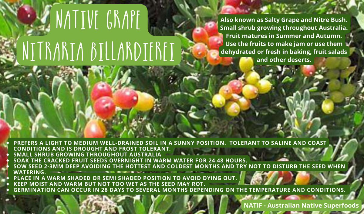 Native Grape Seeds – Natif Foods