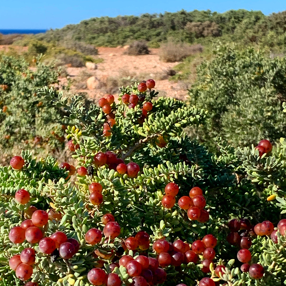 Native Grape Seeds – Natif Foods