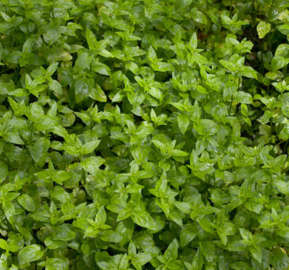 Rivermint Tea – Natif Foods