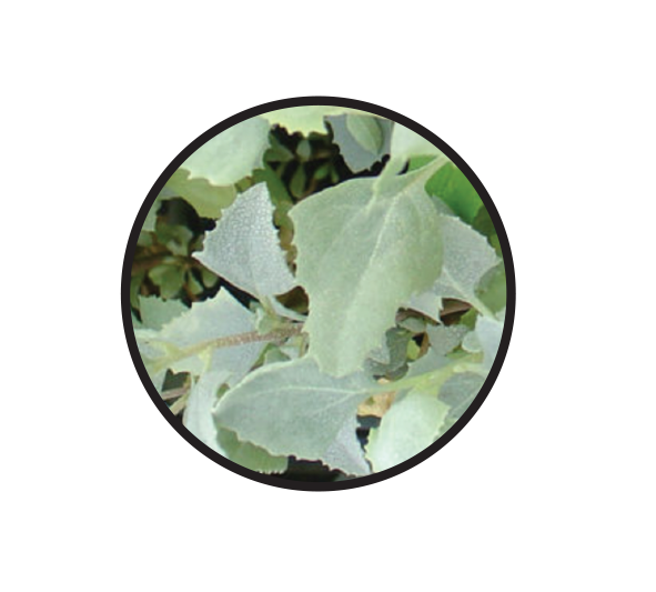 SALTBUSH – Natif Foods